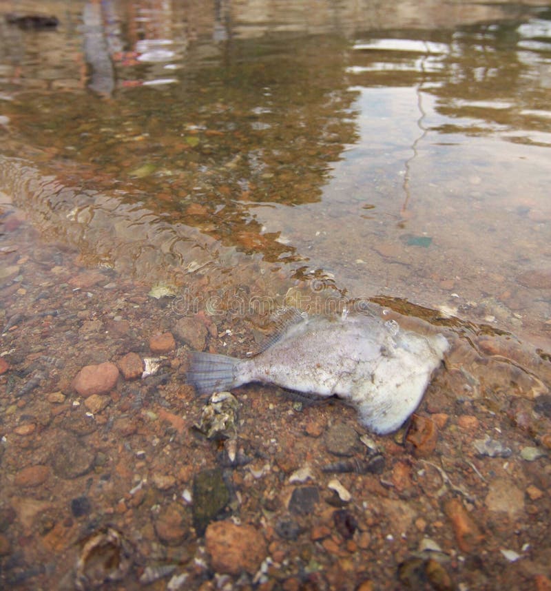 Giftige Tote Fische Im Verschmutzten Wasser Stockfoto - Bild von fische ... Giftige Tote Fische Im Verschmutzten Wasser Stockfoto - Bild von fische ...