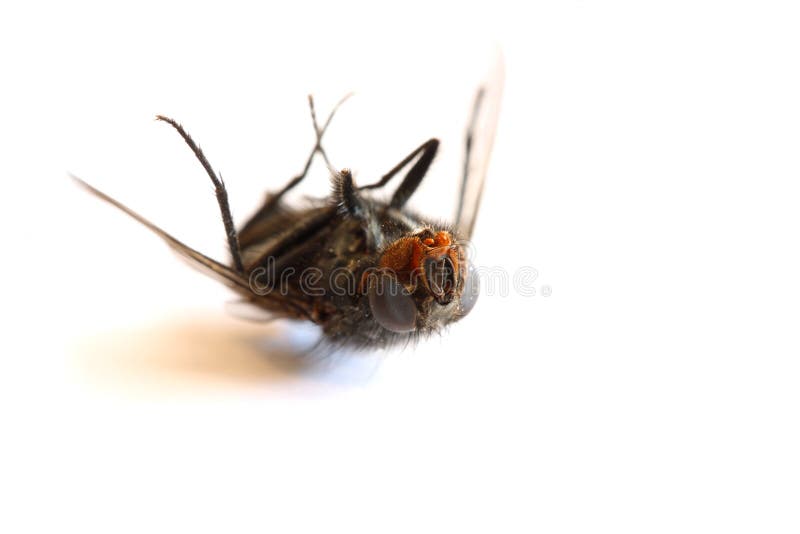 Tote Fliege stockbild. Bild von leben, ende, sterben - 23790421