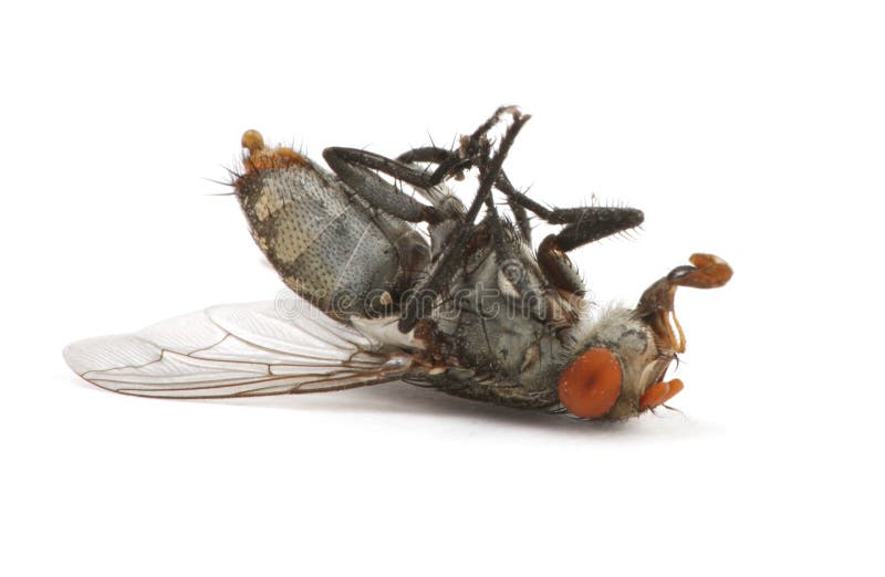 Tote Fliege stockfoto. Bild von tier, schmutzig, makro - 7017008