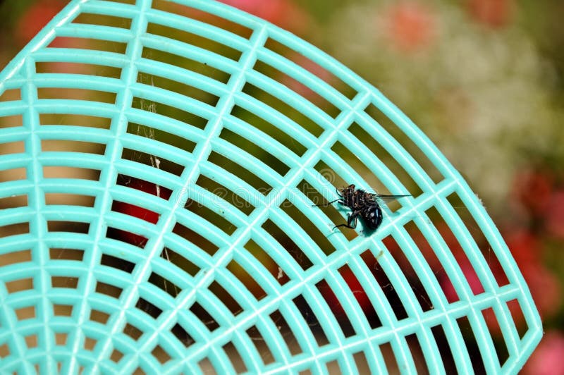 Tote Fliege Auf Einem Fliegenklatscher Stockfoto - Bild von fliege ...