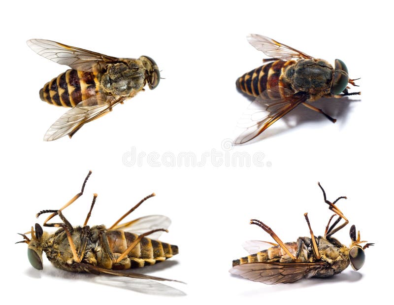 Tote Insekten 1 stockfoto. Bild von plage, grotesk, haar - 15018988