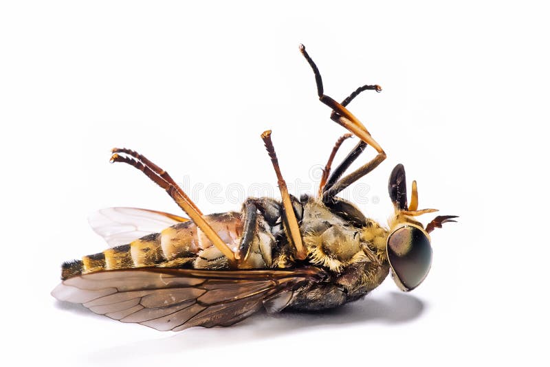 Tote Insekte 2 stockbild. Bild von auge, fokus, nave - 14937719