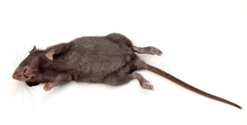 Tote Ratte stockbild. Bild von tier, studio, varmint - 25339393