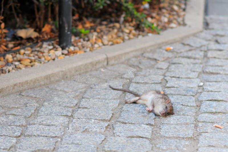 Tote Ratte stockfoto. Bild von ausschnitt, studio, weiß - 14827780
