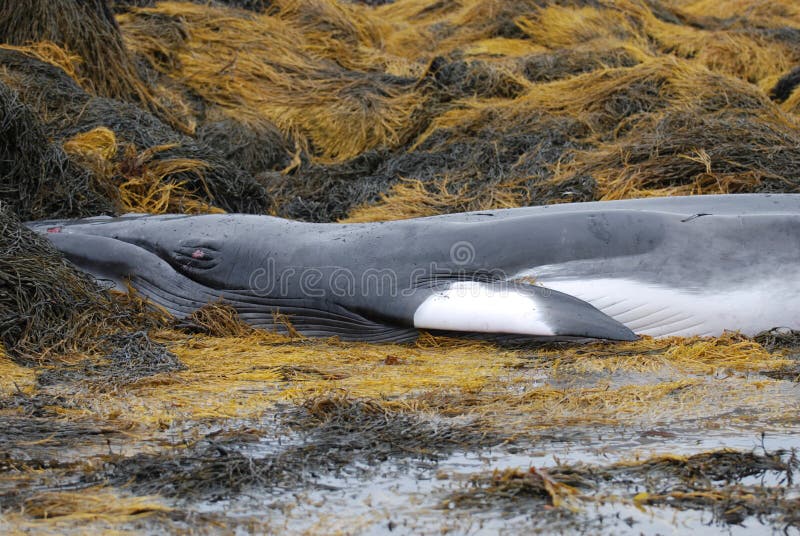 Toter Bartenwal Auf Einem Riff Stockbild - Bild von netz, felsen: 80421281