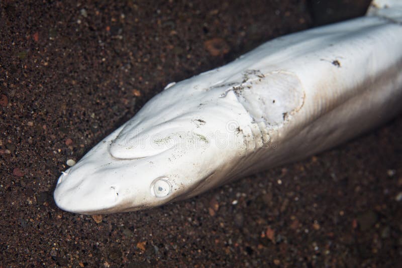 Haifischflossen Auf Dem Fischmarkt Stockbild - Bild von nahrung ...
