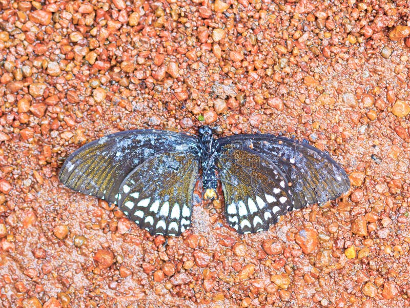 Toter Schmetterling Auf Dem Sand Stockfoto - Bild von sonderkommando ...
