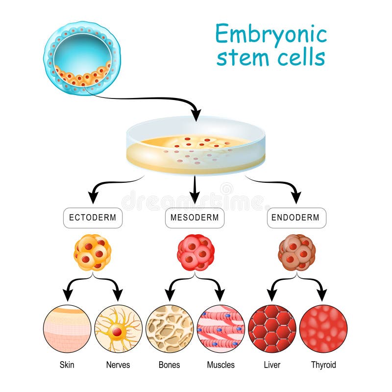Totipotent Cells Vector Illustration. Multi, Uni and Pluripotent ...