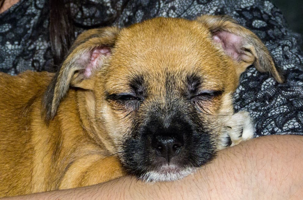 Toto el perro foto de archivo. Imagen de perezoso, peludo - 134479294