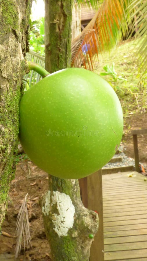 Totuma, Tropical Wild Tree and Fruit Stock Photo - Image of tree ...