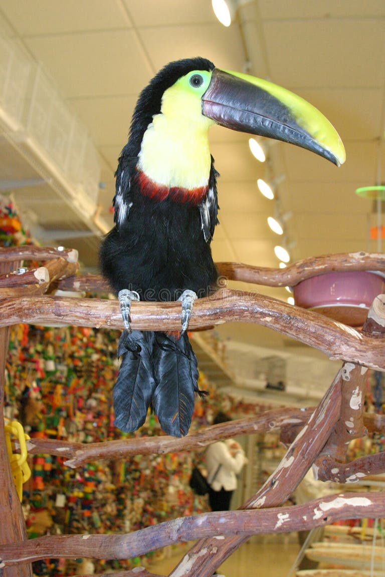 Toucan Sam Stock Photos - Free & Royalty-Free Stock Photos from Dreamstime