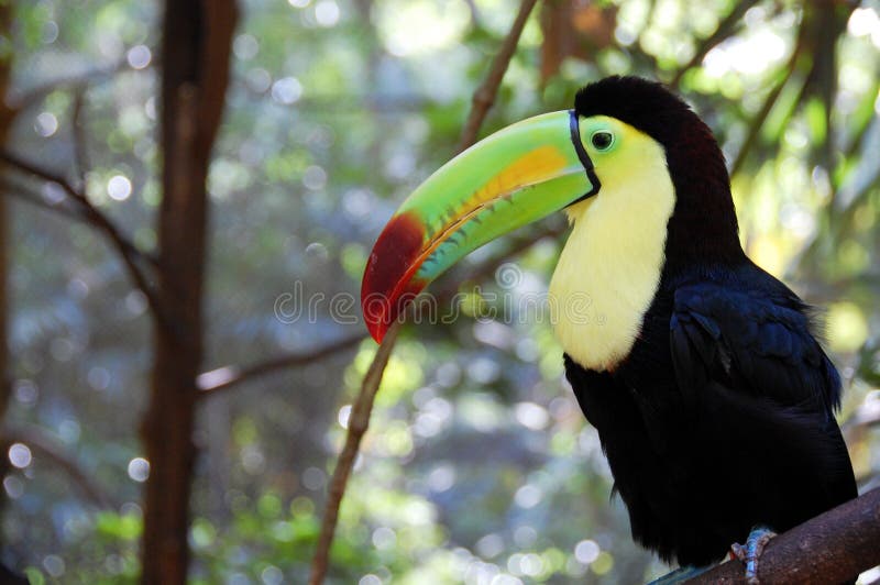 Toucan in Profile stock image. Image of brazilian, colours - 4819901