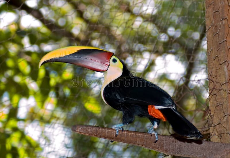 207 Toucan Claws Stock Photos - Free & Royalty-Free Stock Photos from ...