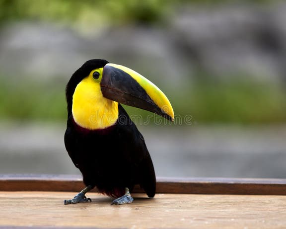 Toucan stock image. Image of beak, feather, wild, forest - 24984991
