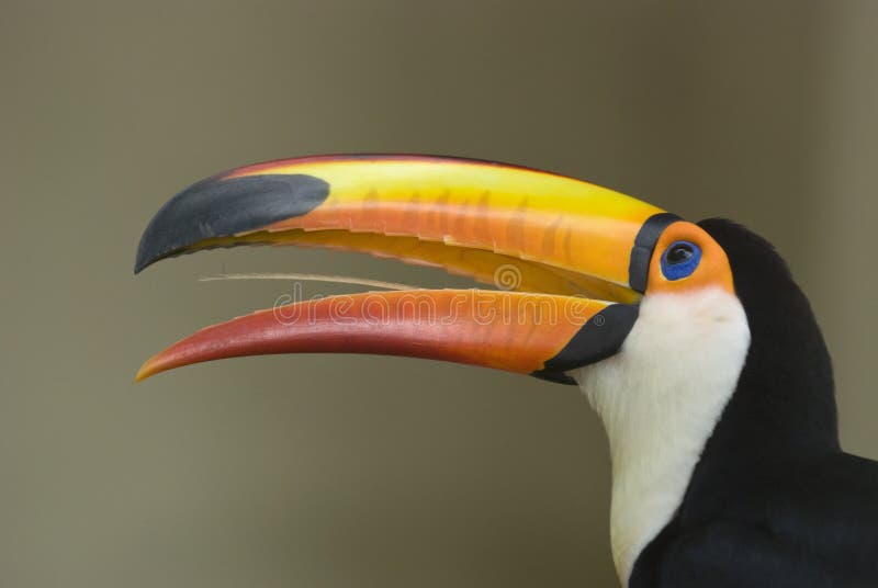 Toucan stock photo. Image of fauna, feather, pretty, bird - 26941464