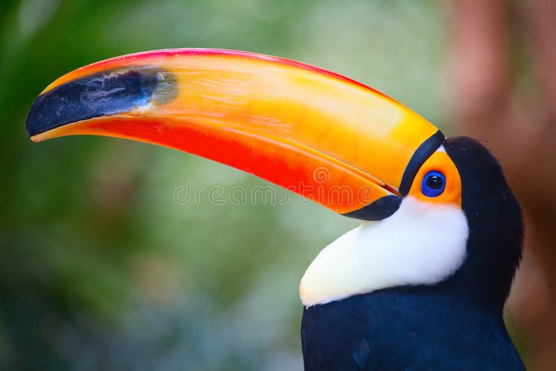 Toucan stock image. Image of animal, amazon, closeup - 28398629