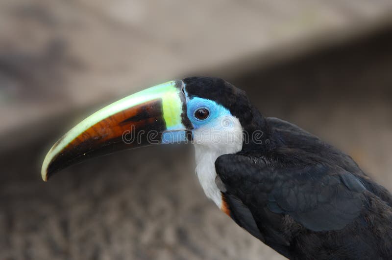 Toucan stock image. Image of animals, rainforest, amazonas - 3008171