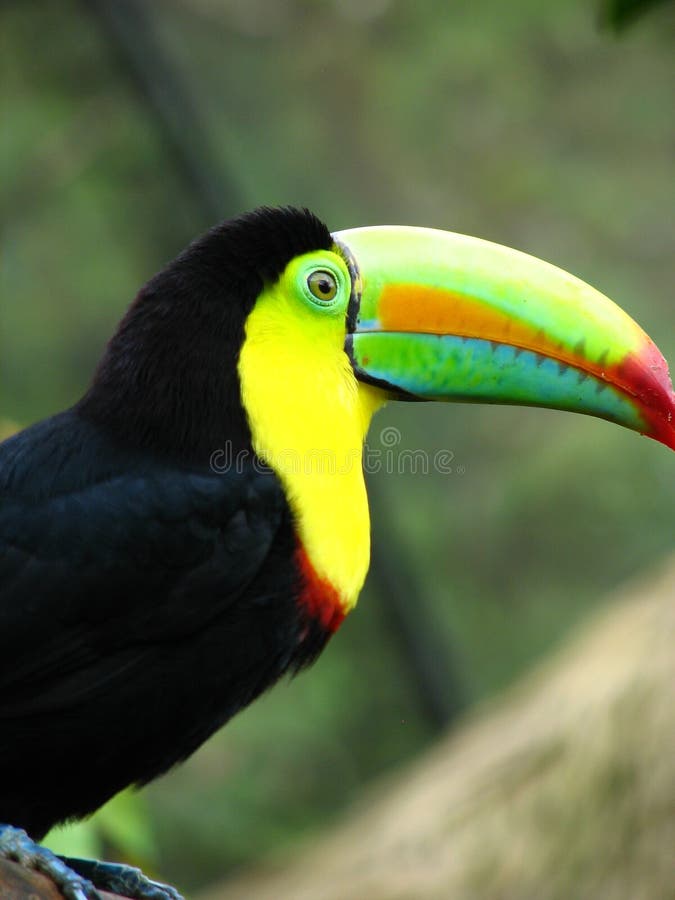 Toucan stock image. Image of bird, sitting, toucan, tropical - 9330389