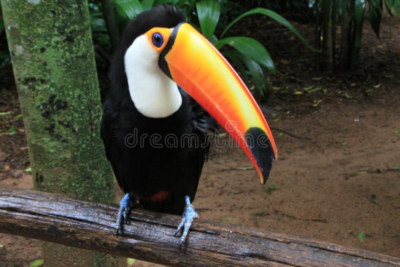 Toucan stock image. Image of ornithology, beak, tropical - 6014823