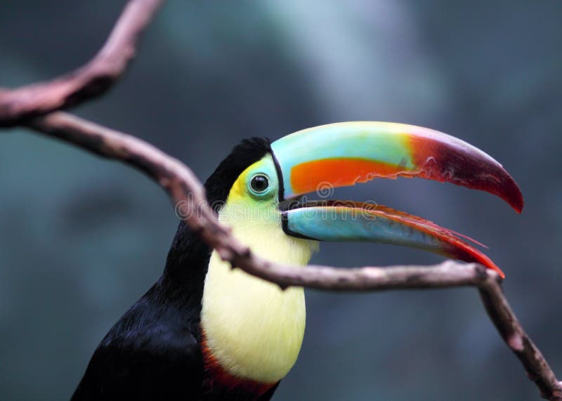 Toucan with Beak Open stock photo. Image of vibrant, exotic - 14813848
