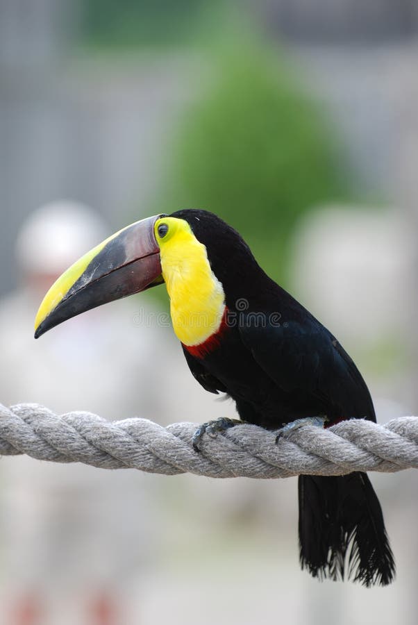 Toucan bird stock photo. Image of bird, africa, avian - 5296014