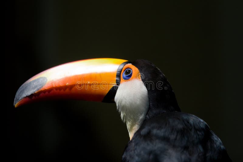Toucan in Profile stock image. Image of destination, animal - 4819845