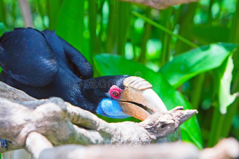 Toucan Bird stock photo. Image of wildlife, toucan, blue - 18133540
