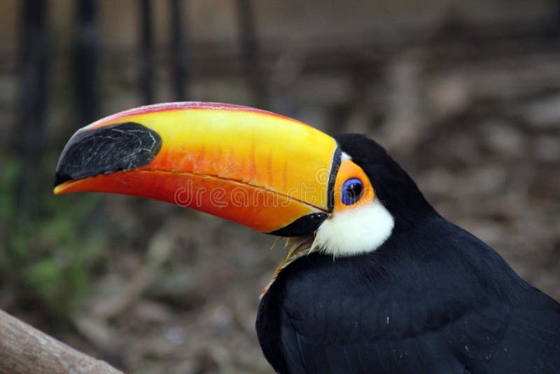 Toucan bird stock photo. Image of scenic, national, tropical - 39431894