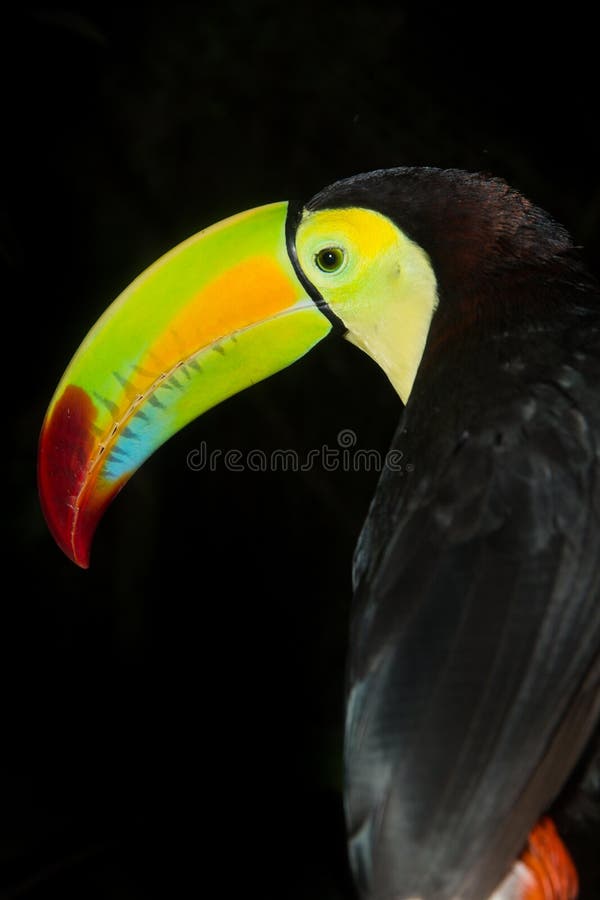 Tropical Toucan in Belize Jungle Stock Image - Image of venezuela, bird ...