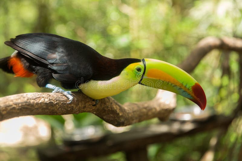 Toucan bird in jungle stock photo. Image of panama, honduras - 66114788
