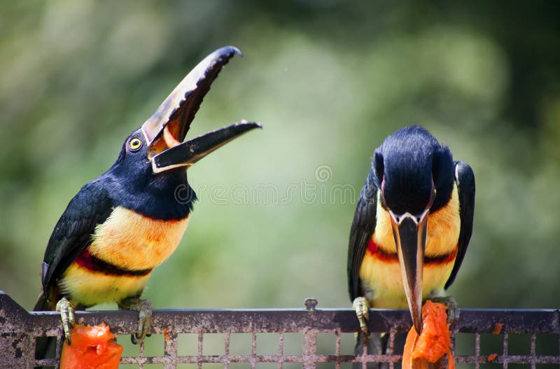 Toucan Birds Eating stock photo. Image of double, looking - 23036810