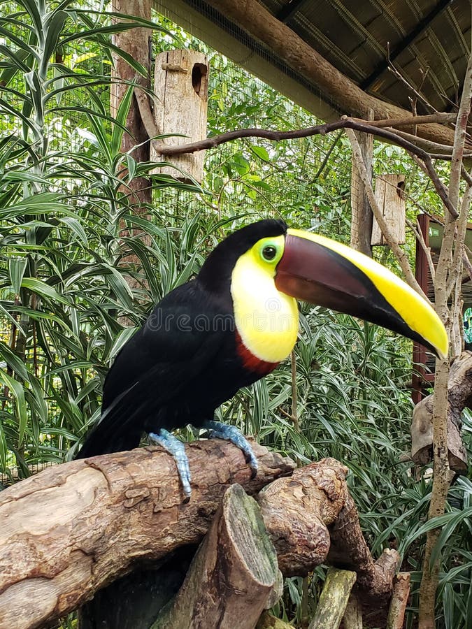 Big Blue Feet stock photo. Image of guano, blue, galapagos - 12265018