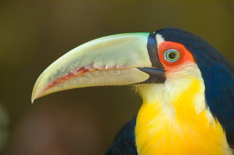 Toucan Close-up stock image. Image of dicolorus, wildlife - 5228461