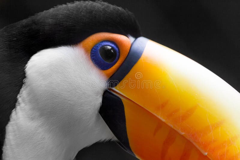 Toucan Close up stock photo. Image of toucan, neck, beakbill - 16090572