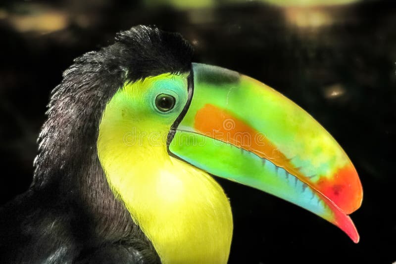 Toucan stock photo. Image of yellow, outdoor, orange - 51591816