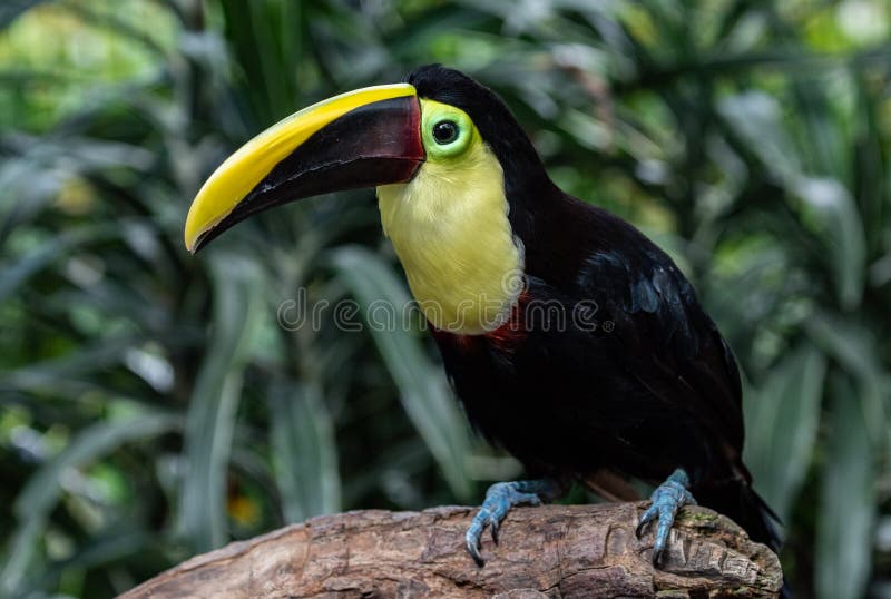 Toucan in Costa Rica stock photo. Image of fast, green - 132953924