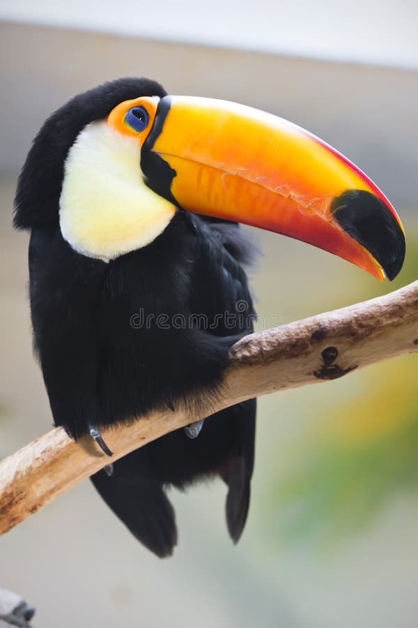 Toukan looking stock image. Image of color, jungle, close - 8044611