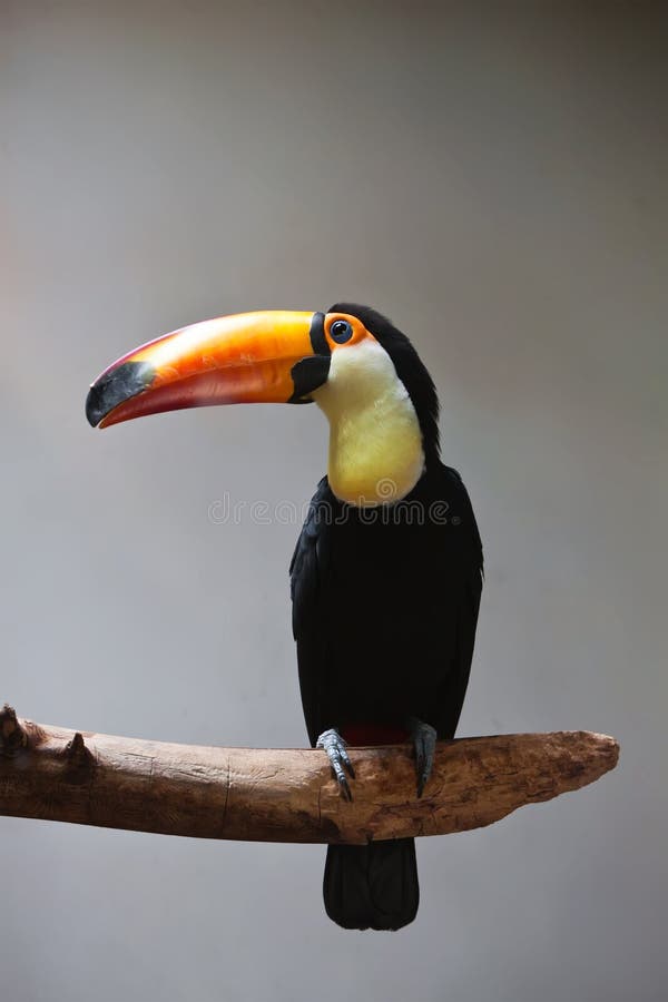Toucan stock image. Image of orange, jungle, america - 36496721