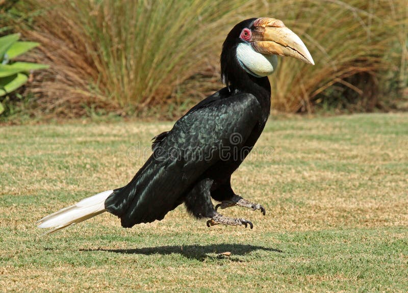 Toucan stock photo. Image of nature, bill, bird, life - 15380094