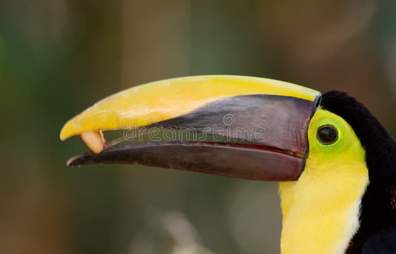Toucan eating. stock image. Image of park, green, mouth - 15778199