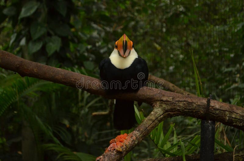 Toucan front view stock photo. Image of iguazu, wood - 84257182