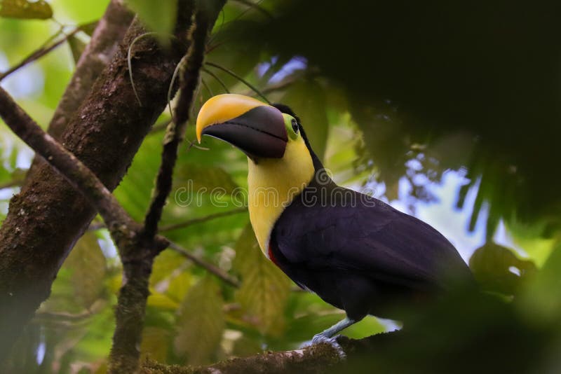 Toucan in the Jungle stock photo. Image of nature, rica - 19452544