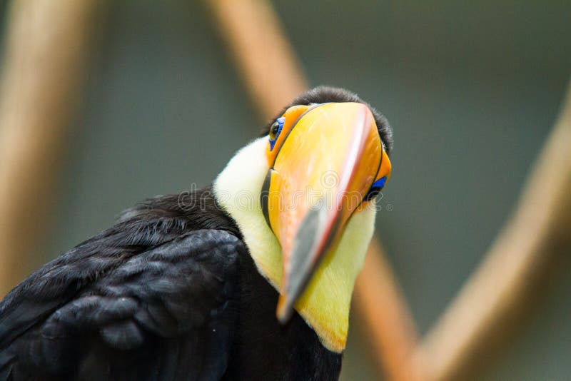 Toucan Looking Dead on. Funny Stock Image - Image of pose, beak: 98548617