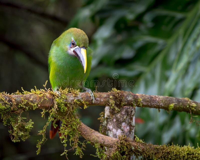 Toucan Looking Down from a Moss-filled Stick Stock Photo - Image of ...