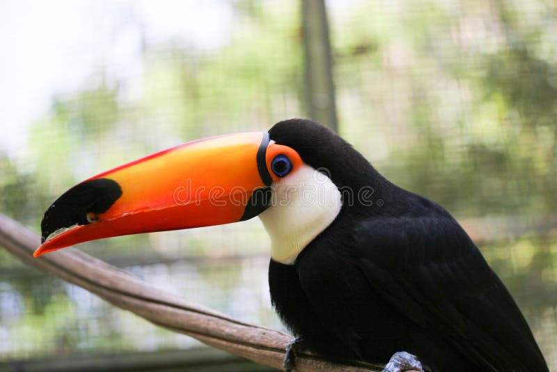 Toucan Looking at the Camera Stock Photo - Image of portrait, bird ...