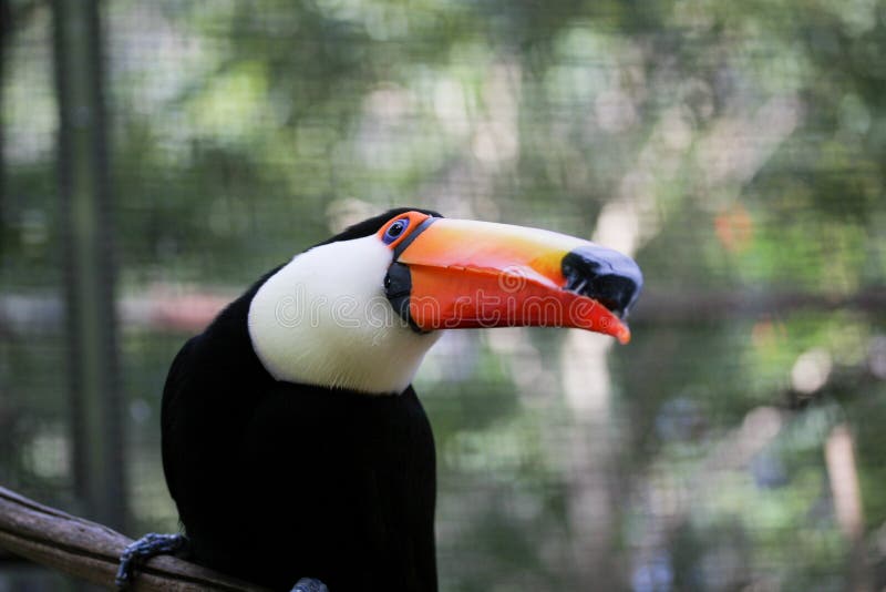 Toucan Looking To the Right Stock Image - Image of head, bird: 69756593