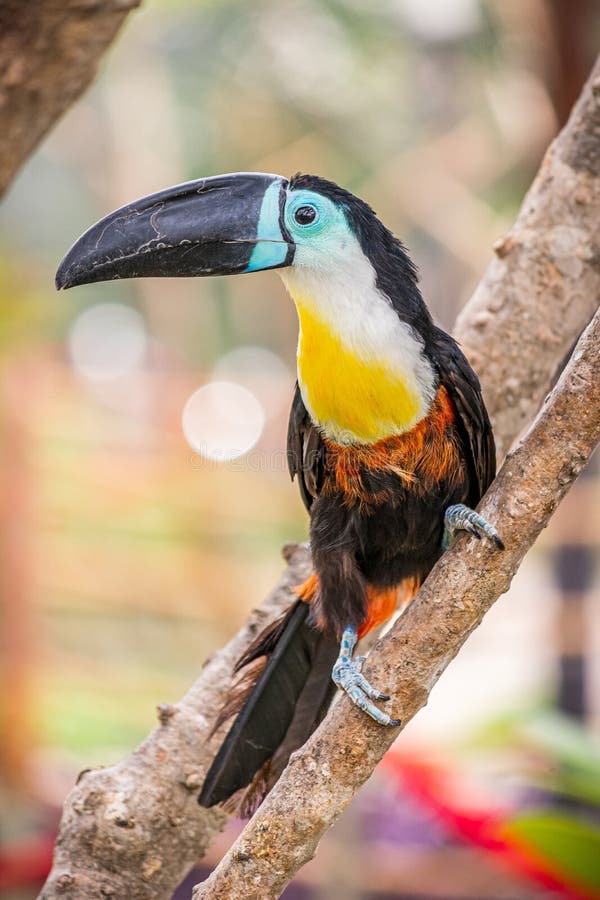 Toucan with Multiple Colors and a Long Beak Stock Image - Image of ...