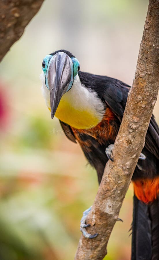 Toucan with Multiple Colors and a Long Beak Stock Image - Image of ...