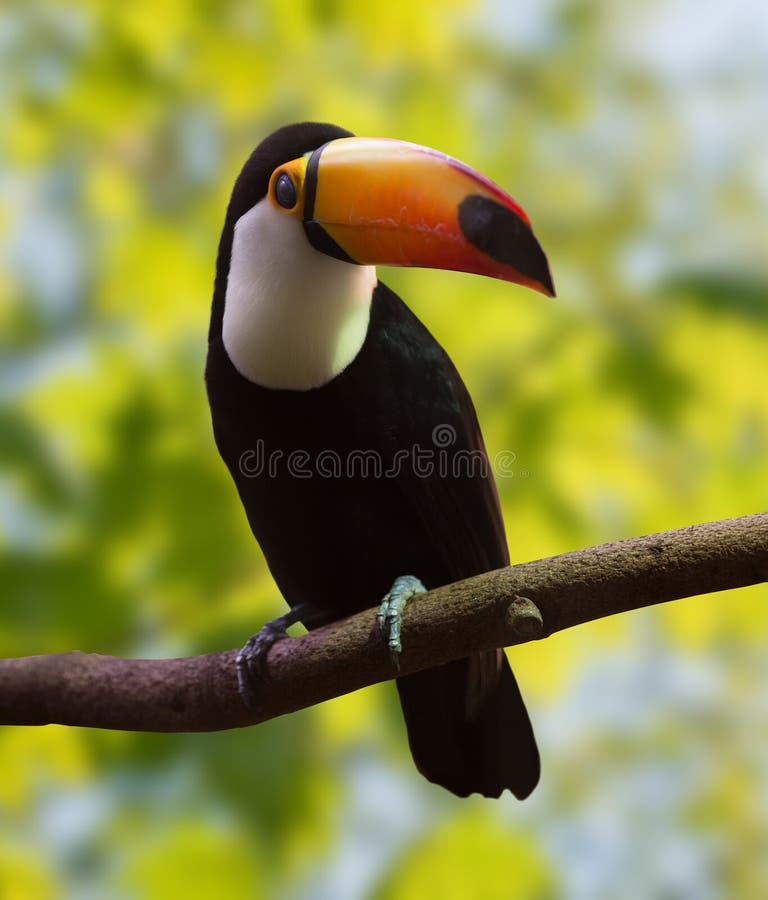 Toucan Over Nature Background Stock Photo - Image of single, jungle ...