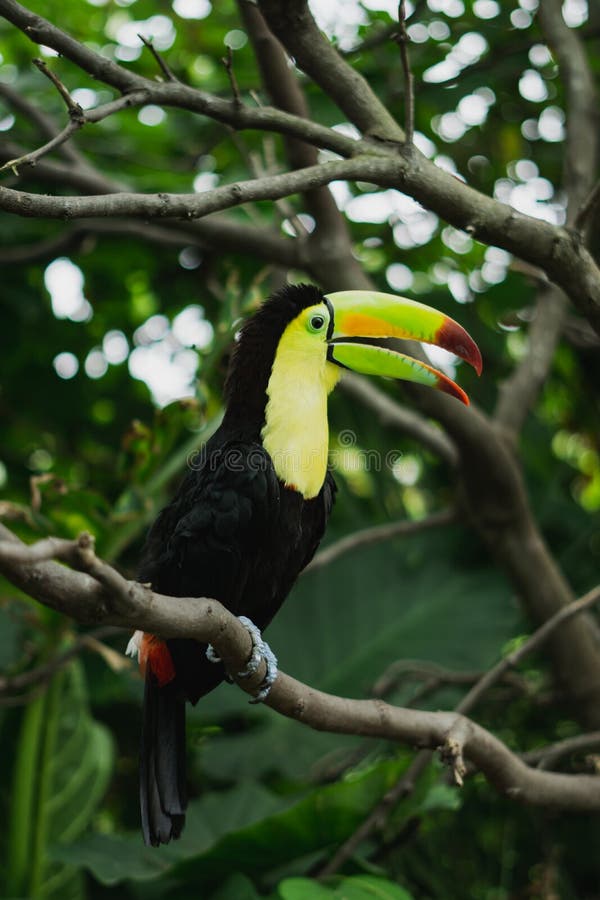 A Toucan Perched on a Branch Stock Image - Image of stares, animal ...